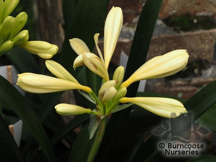 Clivia Miniata 'Citrina' from Burncoose Nurseries