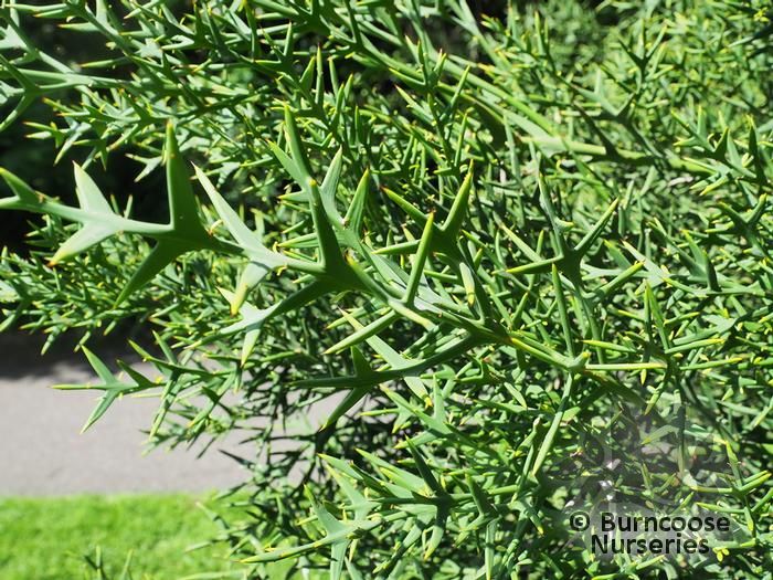 Colletia Hystrix from Burncoose Nurseries