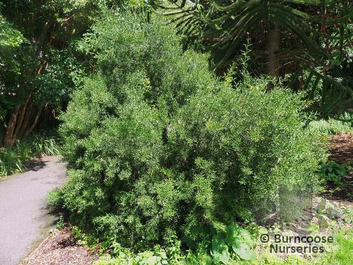Colletia Hystrix from Burncoose Nurseries