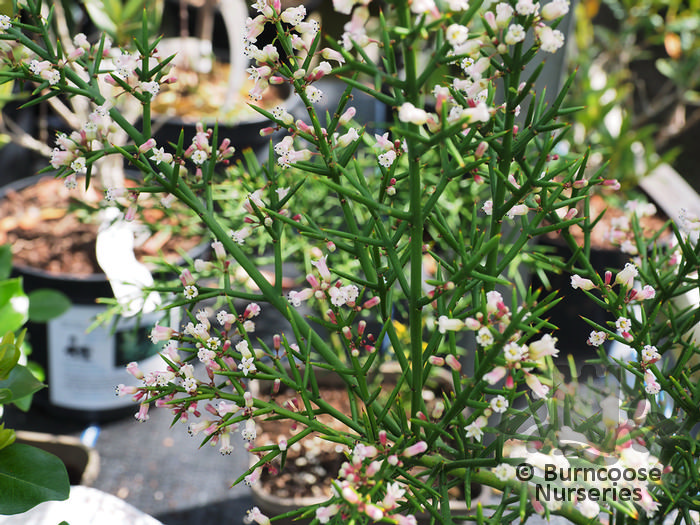 Colletia Hystrix from Burncoose Nurseries