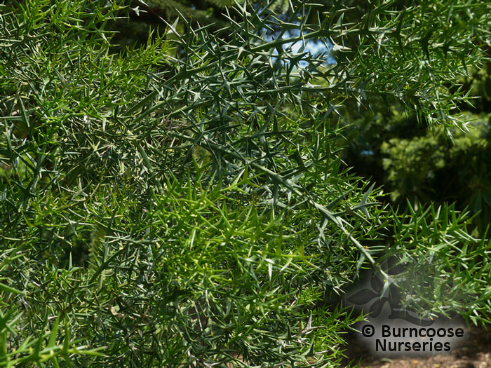 Colletia Paradoxa from Burncoose Nurseries