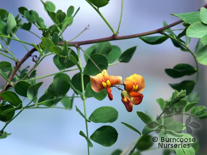 Colutea X Media 'Copper Beauty' from Burncoose Nurseries