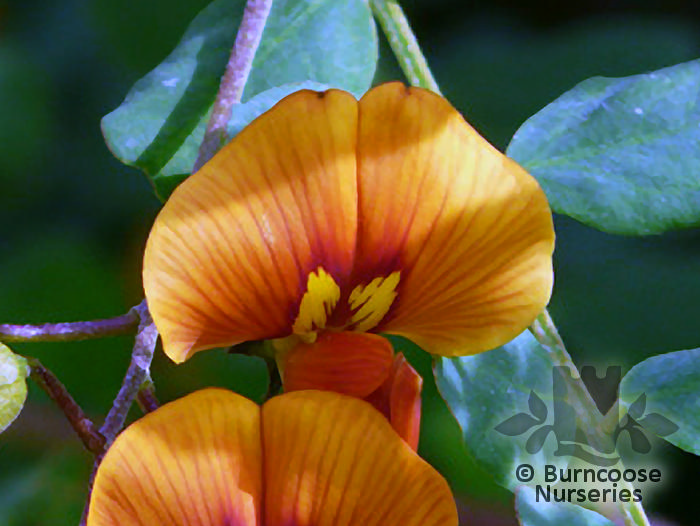 Colutea X Media 'Copper Beauty' from Burncoose Nurseries