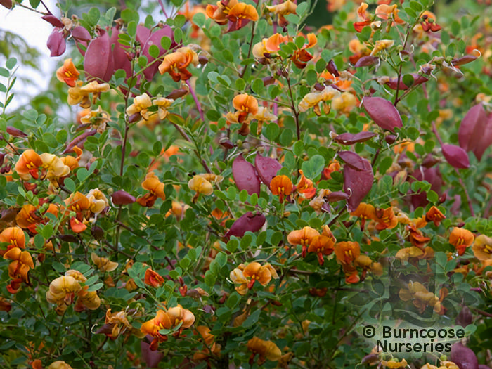 Colutea from Burncoose Nurseries