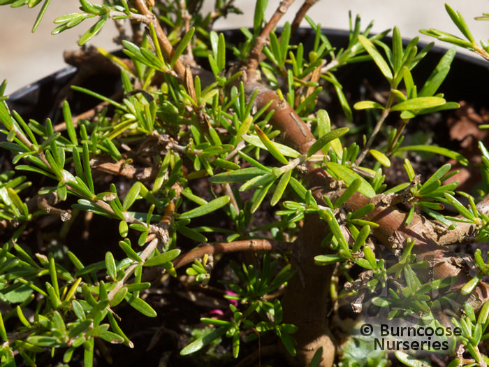 Coprosma Brunnea 'Hawera' from Burncoose Nurseries