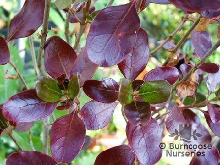 Coprosma from Burncoose Nurseries