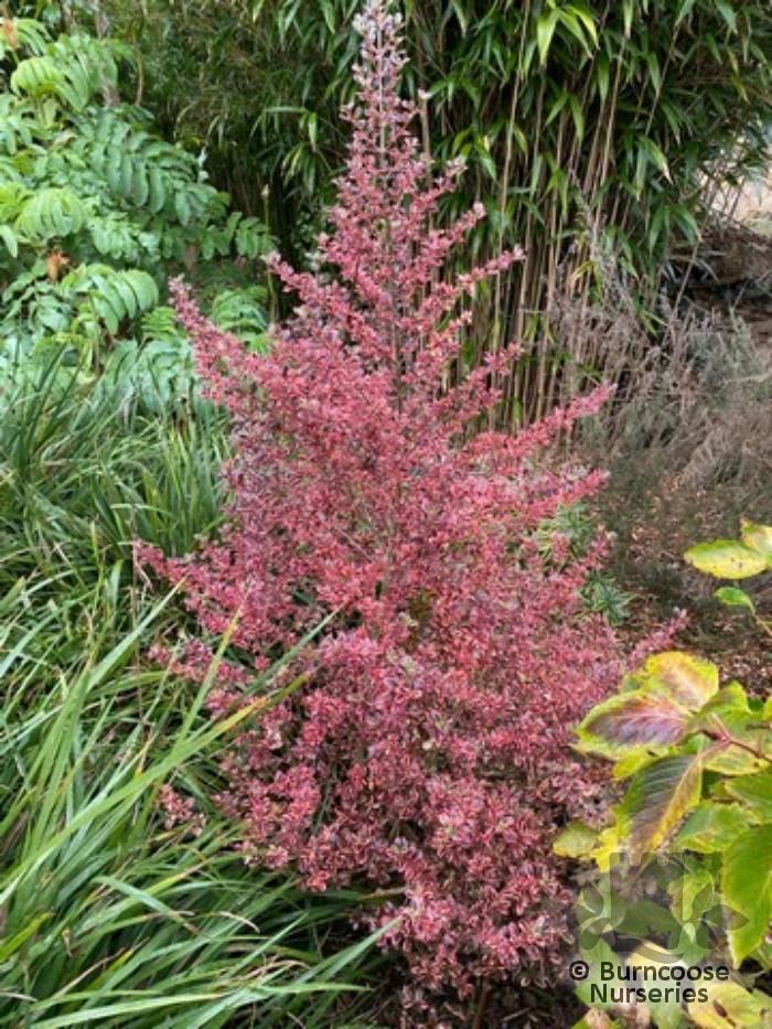 Coprosma 'Fireburst' from Burncoose Nurseries