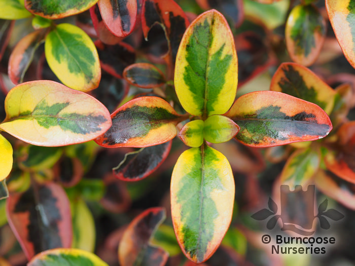 Coprosma 'Inferno' from Burncoose Nurseries