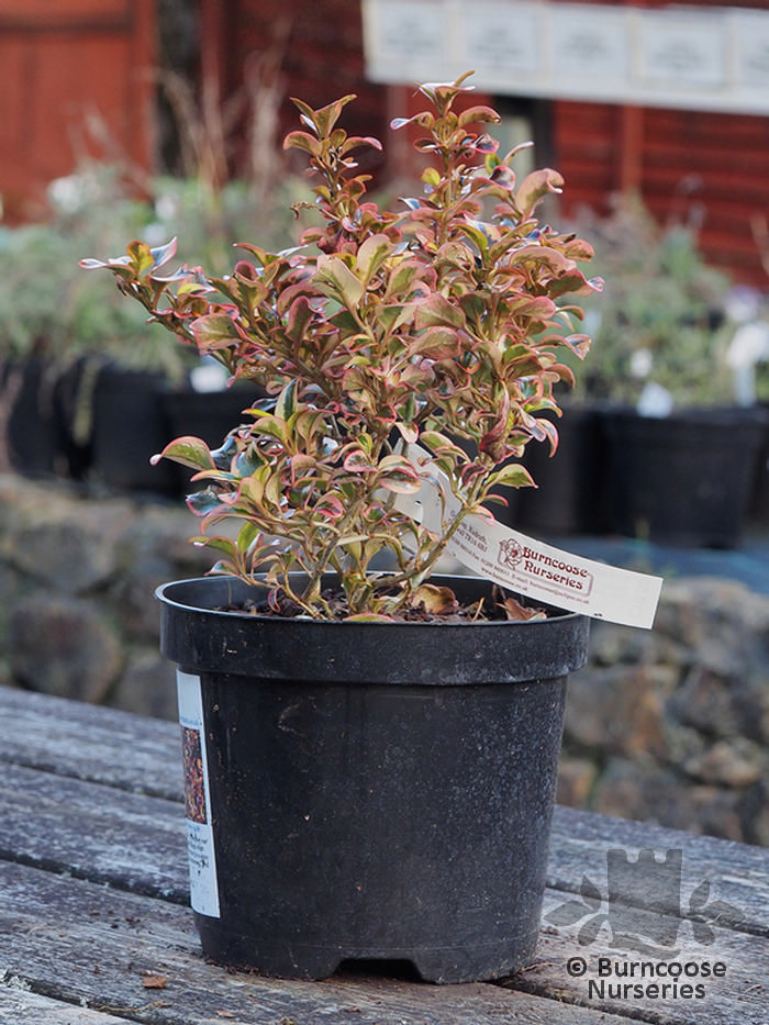 Coprosma 'Inferno' from Burncoose Nurseries