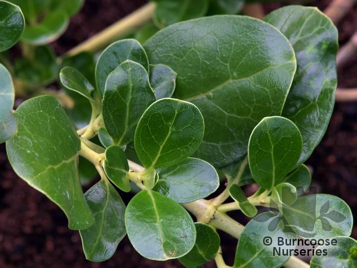 Buy Coprosma Repens plants from Burncoose Nurseries