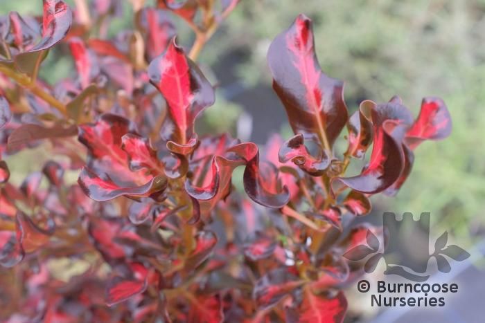 Coprosma Repens 'Pacific Sunset' from Burncoose Nurseries
