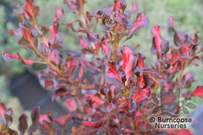 Coprosma Repens 'Pacific Sunset' from Burncoose Nurseries