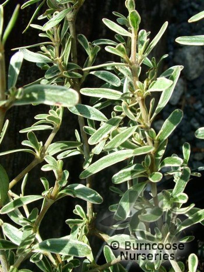 Coprosma X Kirkii 'Variegata' from Burncoose Nurseries
