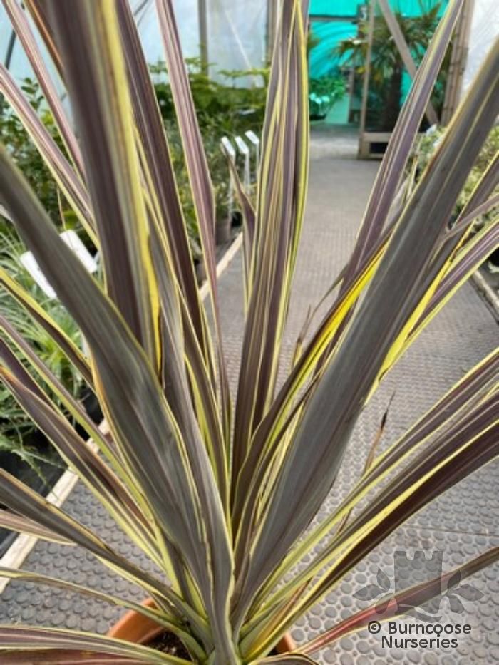 Cordyline Banksii 'Electric Flash' from Burncoose Nurseries