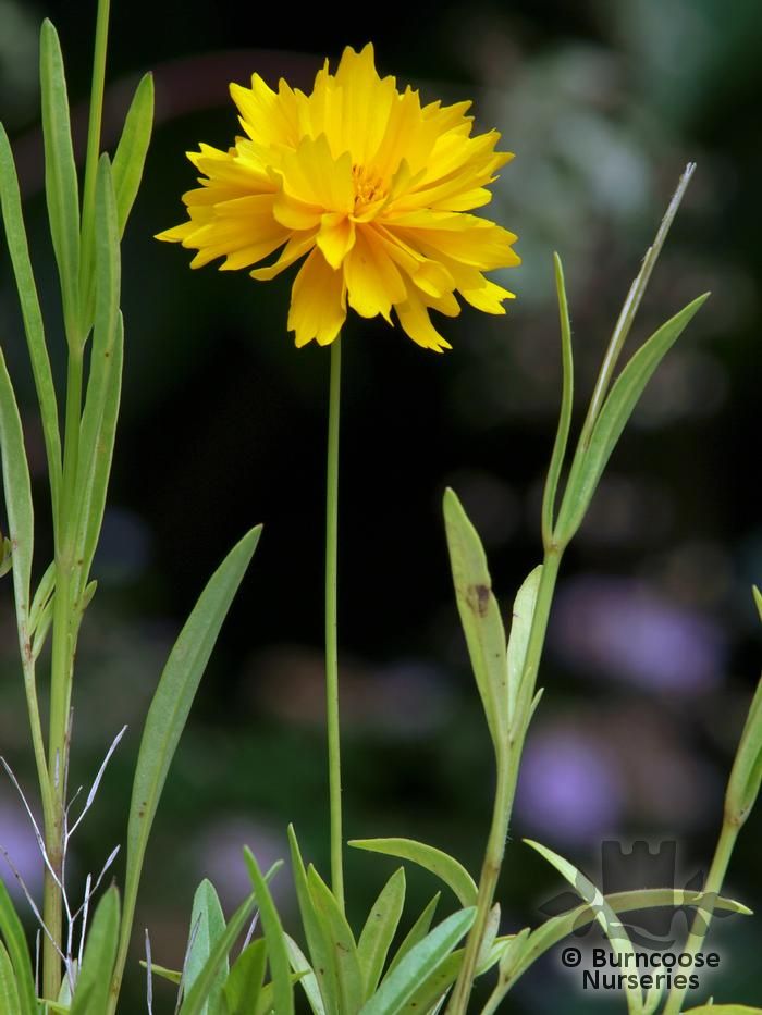 Coreopsis Grandiflora 'Sunray' from Burncoose Nurseries