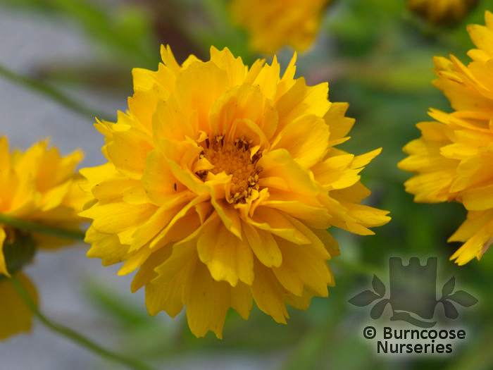 Coreopsis Grandiflora 'Sunray' from Burncoose Nurseries
