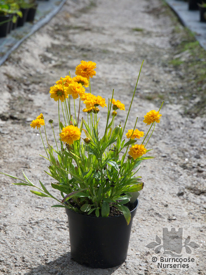 Coreopsis Grandiflora 'Sunray' from Burncoose Nurseries