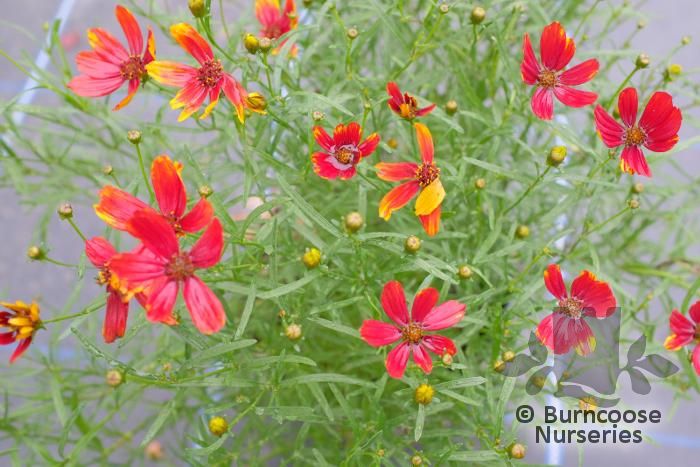 Coreopsis 'Ladybird' from Burncoose Nurseries