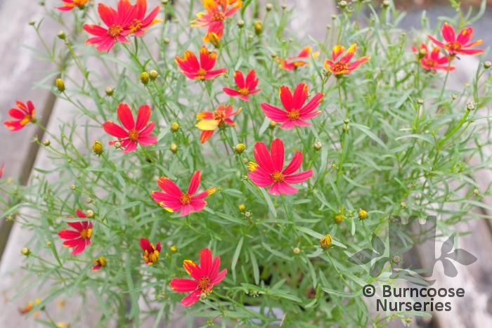 Coreopsis 'Ladybird' from Burncoose Nurseries