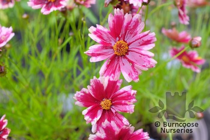 Coreopsis 'Ruby Frost' from Burncoose Nurseries