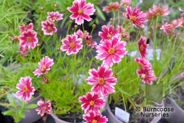 Coreopsis 'Ruby Frost' from Burncoose Nurseries
