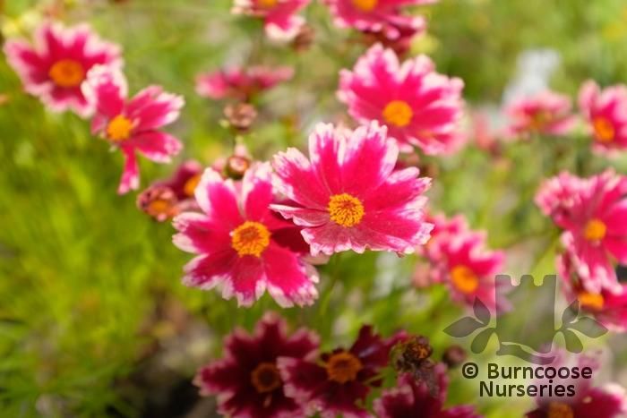 Coreopsis 'Ruby Frost' from Burncoose Nurseries