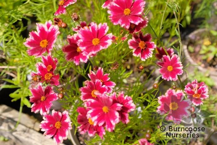 Coreopsis 'Ruby Frost' from Burncoose Nurseries