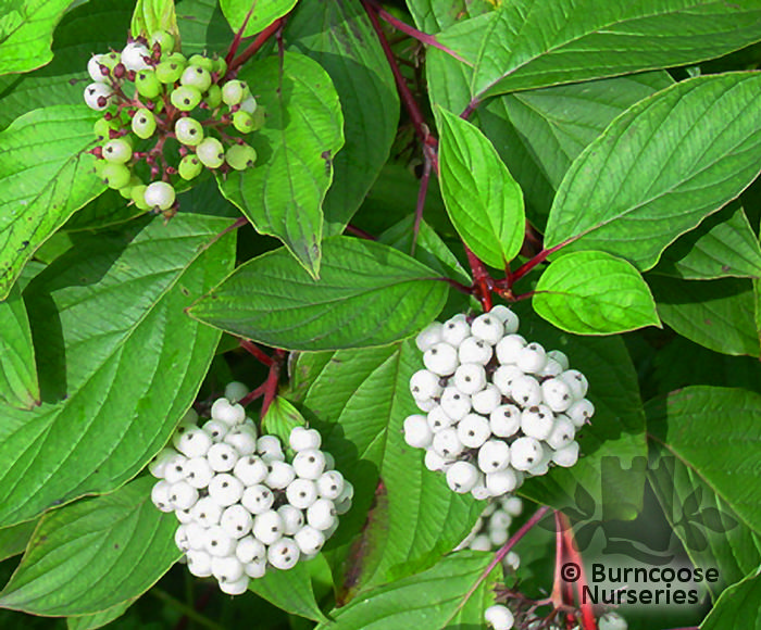 Cornus Alba from Burncoose Nurseries COLOURED STEMMED DOGWOODS