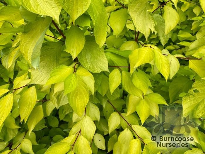 Cornus Alba 'Aurea' from Burncoose Nurseries COLOURED STEMMED DOGWOODS