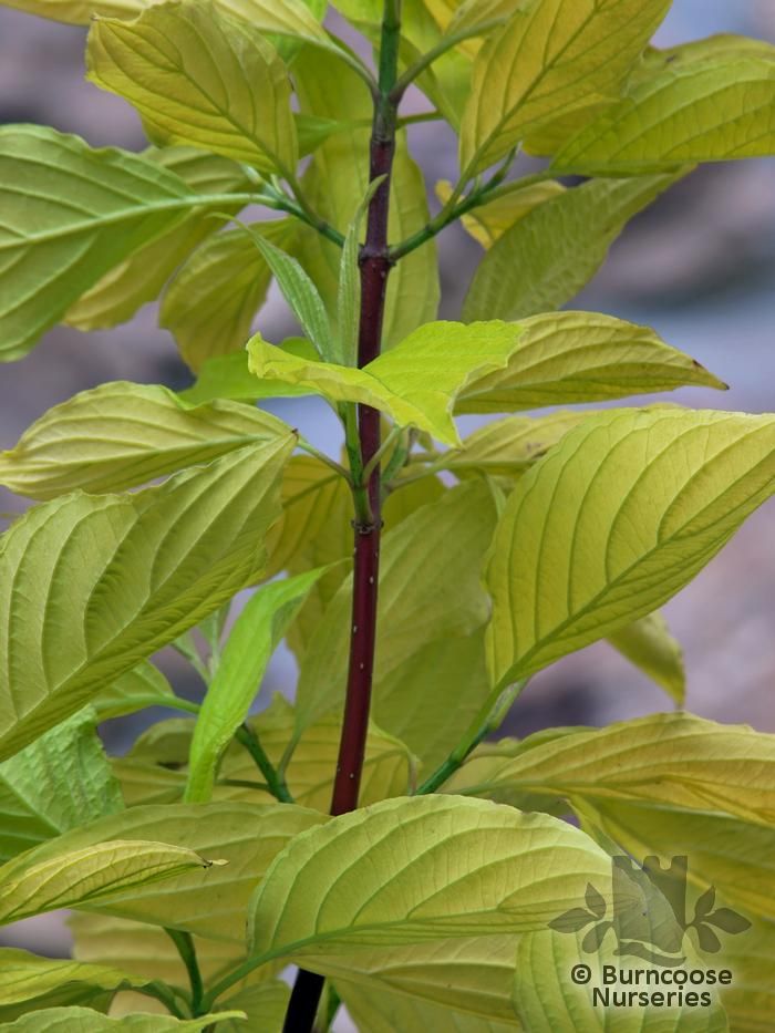 Cornus Alba 'Aurea' from Burncoose Nurseries COLOURED STEMMED DOGWOODS