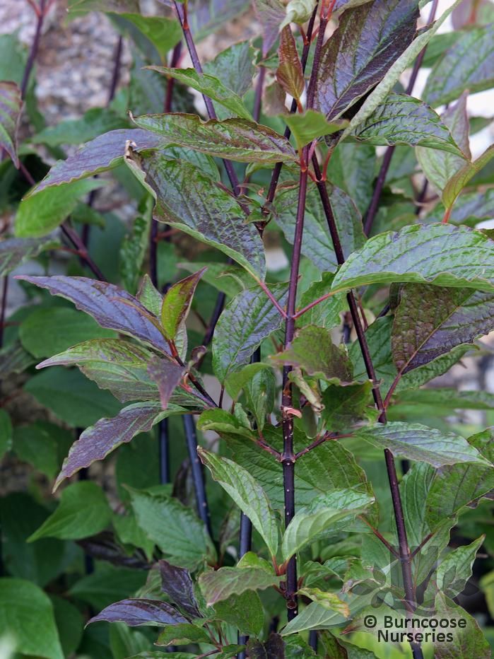 Cornus Alba 'Kesselringii' from Burncoose Nurseries COLOURED STEMMED ...