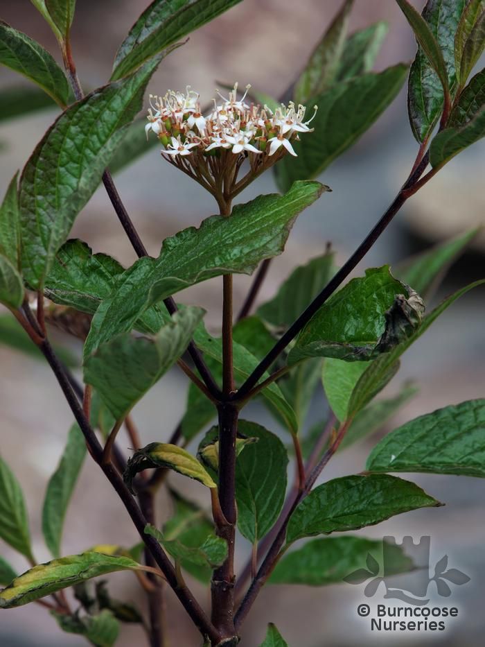 Cornus Alba 'Kesselringii' from Burncoose Nurseries COLOURED STEMMED ...