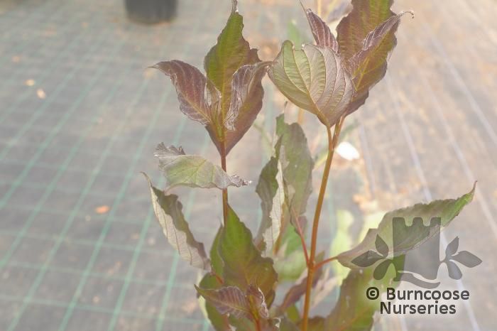 Cornus Alba 'Nightfall' from Burncoose Nurseries COLOURED STEMMED ...