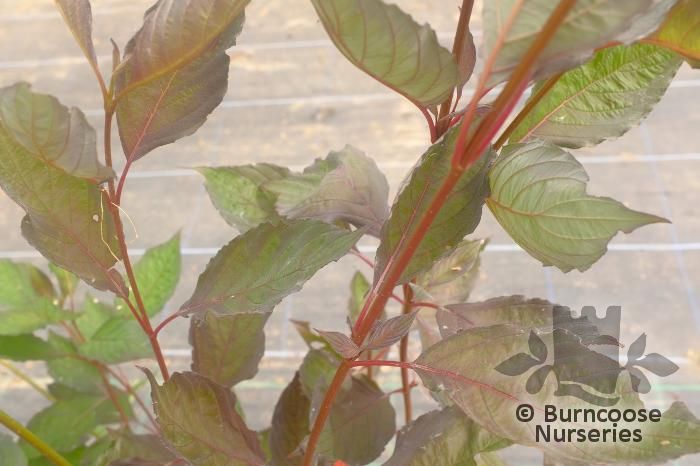 Cornus Alba 'Nightfall' from Burncoose Nurseries COLOURED STEMMED ...