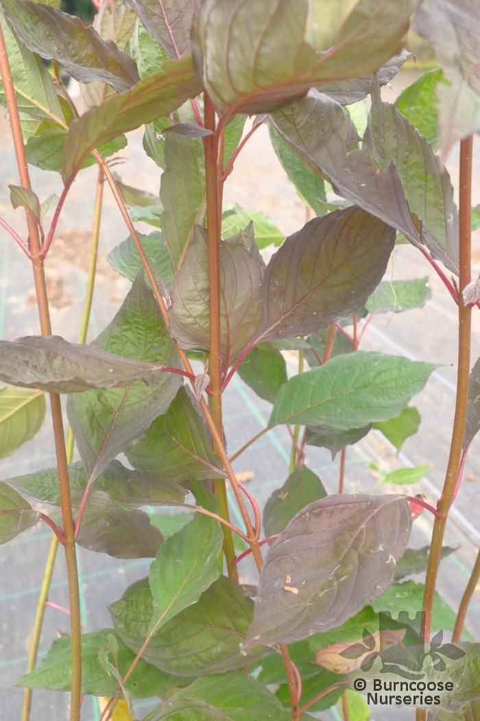 Cornus Alba 'Nightfall' from Burncoose Nurseries COLOURED STEMMED ...
