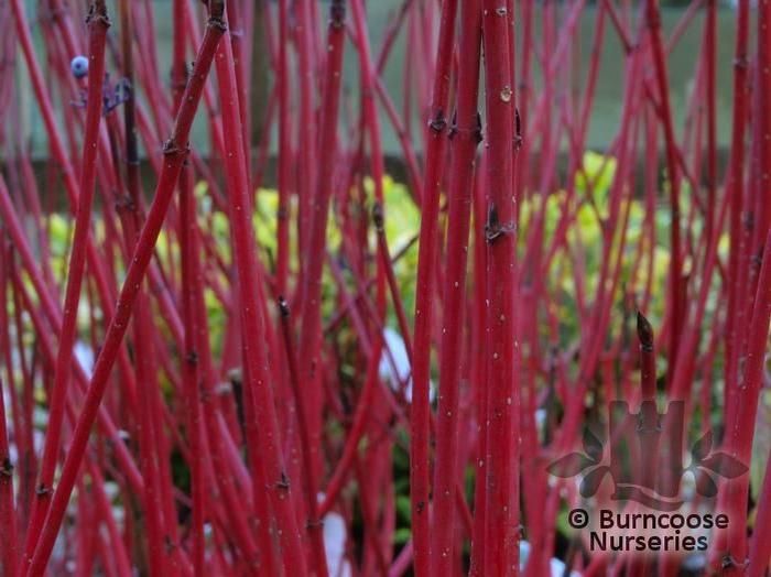 Cornus Alba 'Sibirica' from Burncoose Nurseries COLOURED STEMMED DOGWOODS