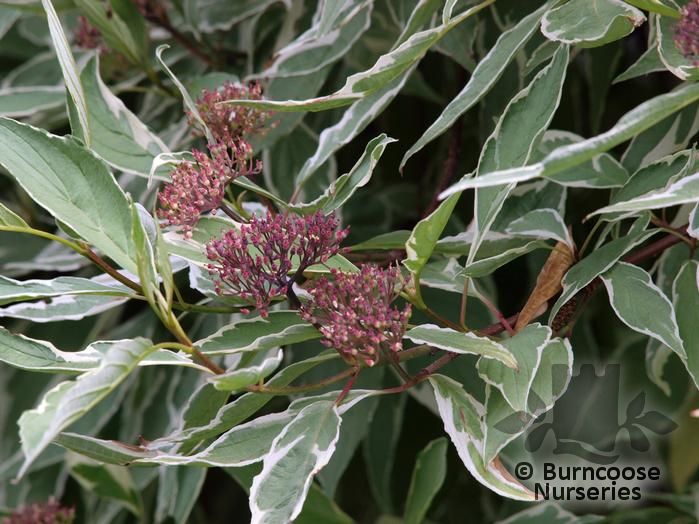 Cornus Alba 'Sibirica Variegata' from Burncoose Nurseries COLOURED ...