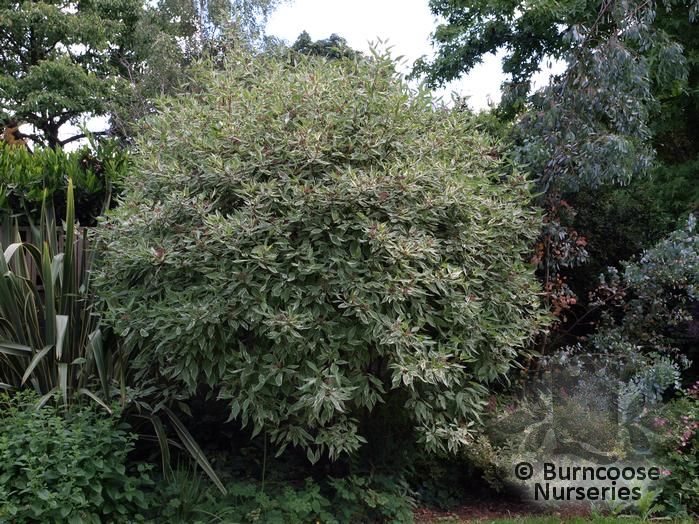 Cornus Alba 'Sibirica Variegata' from Burncoose Nurseries COLOURED ...
