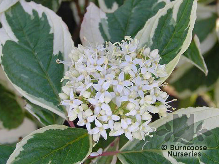 Cornus Alba 'Sibirica Variegata' from Burncoose Nurseries COLOURED ...