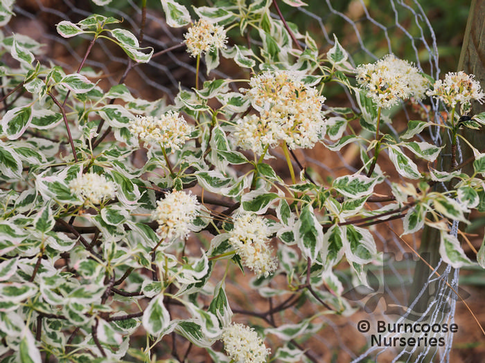 Cornus Alternifolia 'Argentea' from Burncoose Nurseries FLOWERING ...