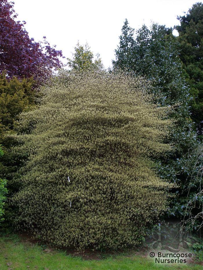Cornus Alternifolia 'Argentea' from Burncoose Nurseries FLOWERING ...