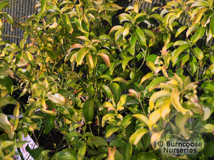 Cornus Elliptica 'Empress Of China' from Burncoose Nurseries FLOWERING ...