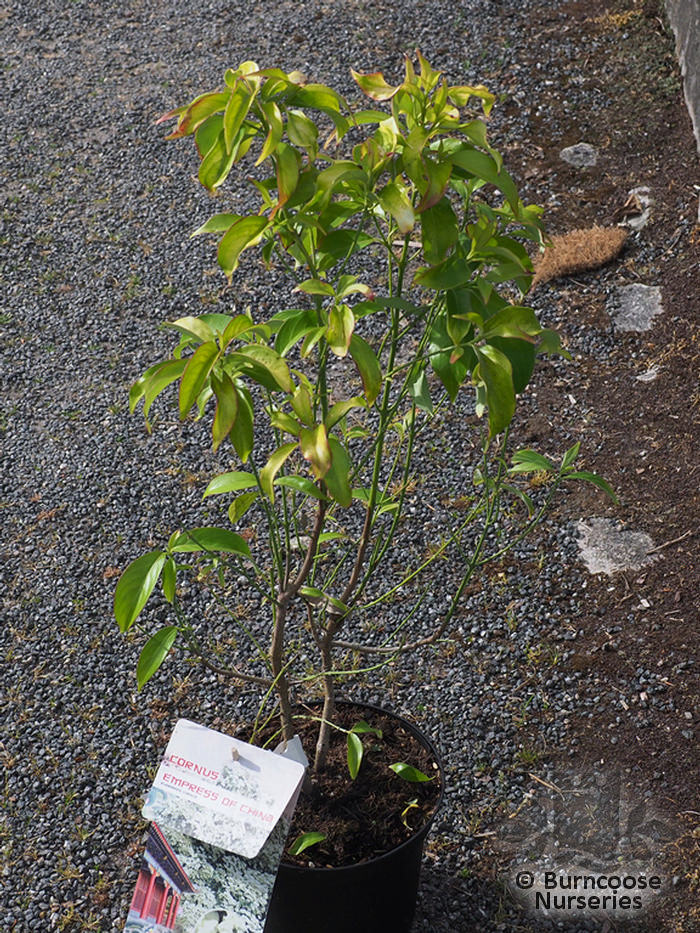 Cornus Angustata Elsbry Empress Of China Sale | varsana.com