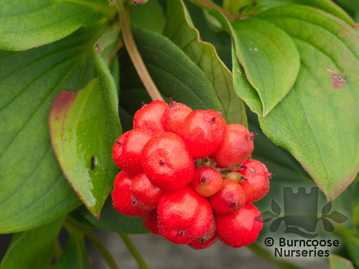 Cornus Canadensis from Burncoose Nurseries