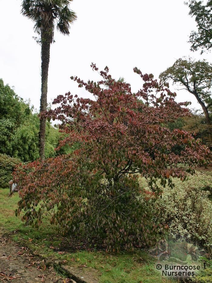 Cornus Florida from Burncoose Nurseries FLOWERING DOGWOODS