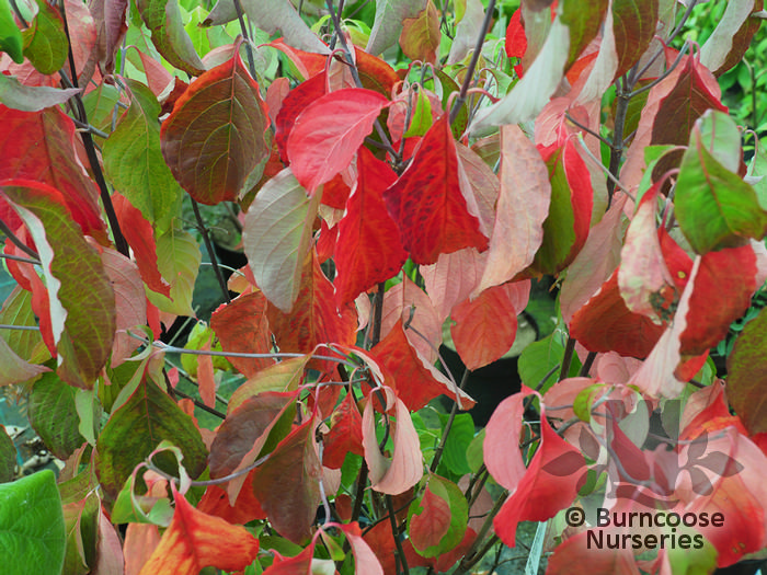 Cornus Florida from Burncoose Nurseries FLOWERING DOGWOODS