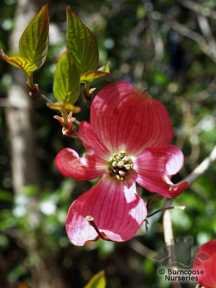 Cornus Florida 'Cherokee Chief' from Burncoose Nurseries FLOWERING ...