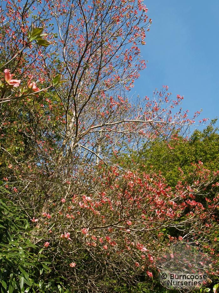 Cornus Florida 'Cherokee Chief' from Burncoose Nurseries FLOWERING ...