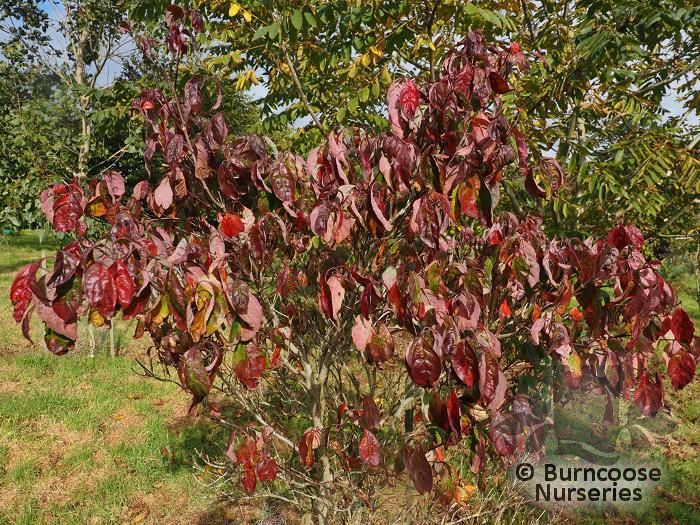 Cornus Florida 'Cherokee Chief' from Burncoose Nurseries FLOWERING ...