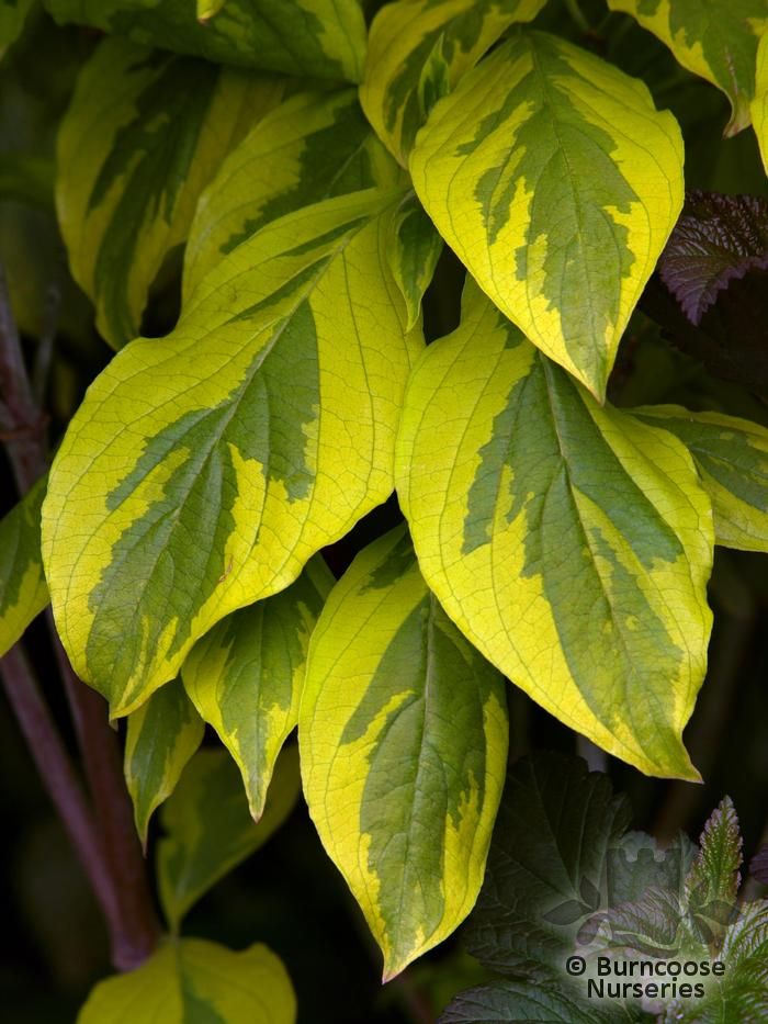 Cornus Florida 'Rainbow' from Burncoose Nurseries FLOWERING DOGWOODS